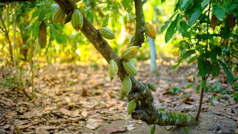 Một nơi trải nghiệm toàn bộ quy trình làm socola ngay tại Sài Gòn - TIM ...